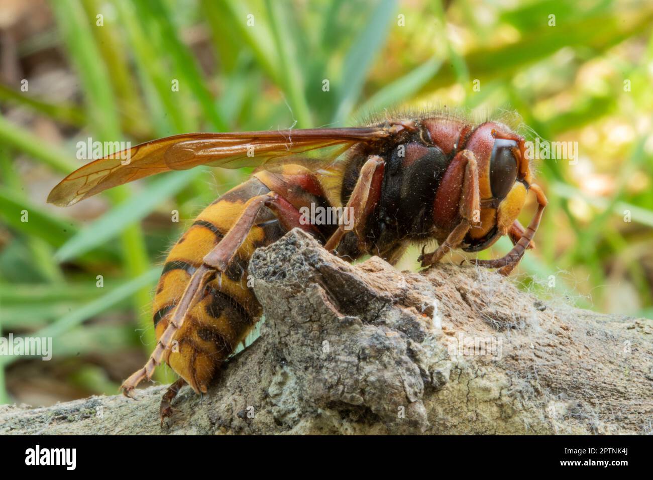 Giant hornet insect Stock Photo - Alamy