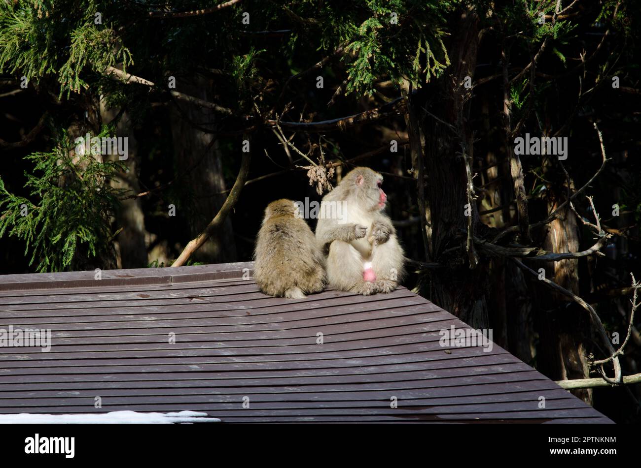 Pair of Japanese macaques Macaca fuscata on a roof. Jigokudani Monkey ...