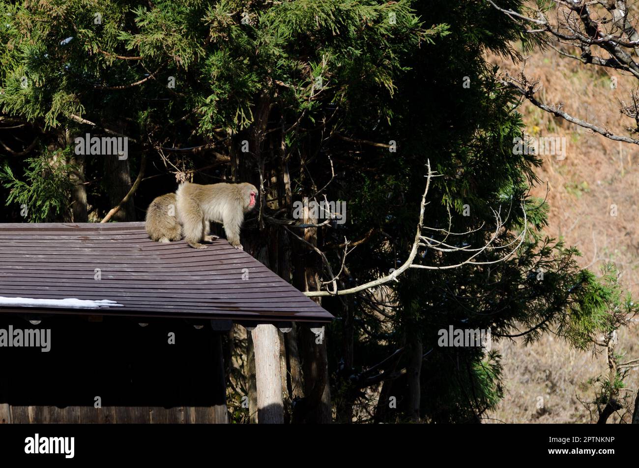 Pair of Japanese macaques Macaca fuscata on a roof. Jigokudani Monkey ...