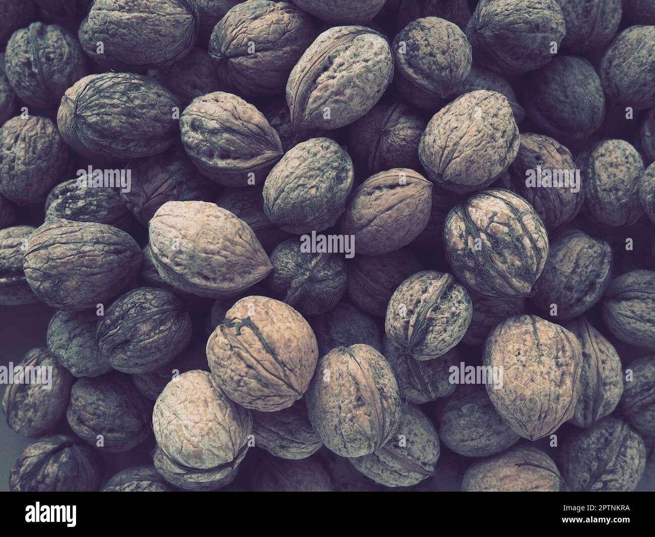 Lots of walnuts close up. Unpeeled walnuts with shells. A bunch of nuts ...