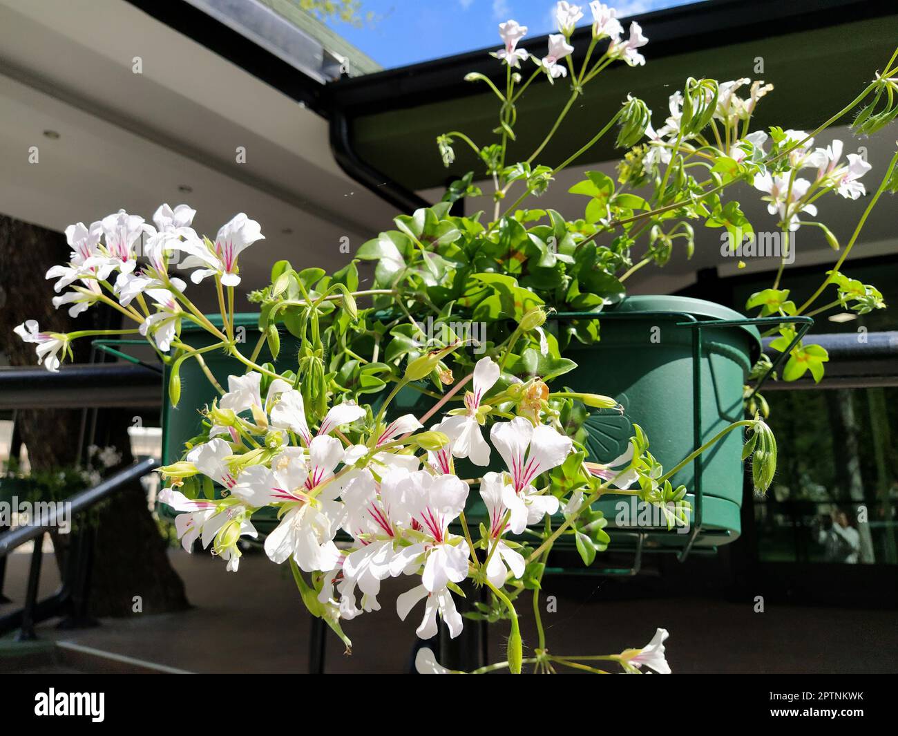 Pelargonium is a genus of plants in the family Geraniumaceae. White ivy ...