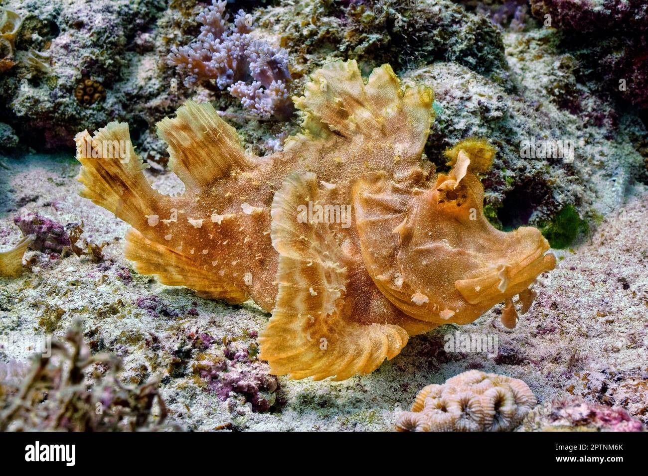 Eschmeyer's scorpionfish - Rhinopias eschmeyeri Stock Photo - Alamy