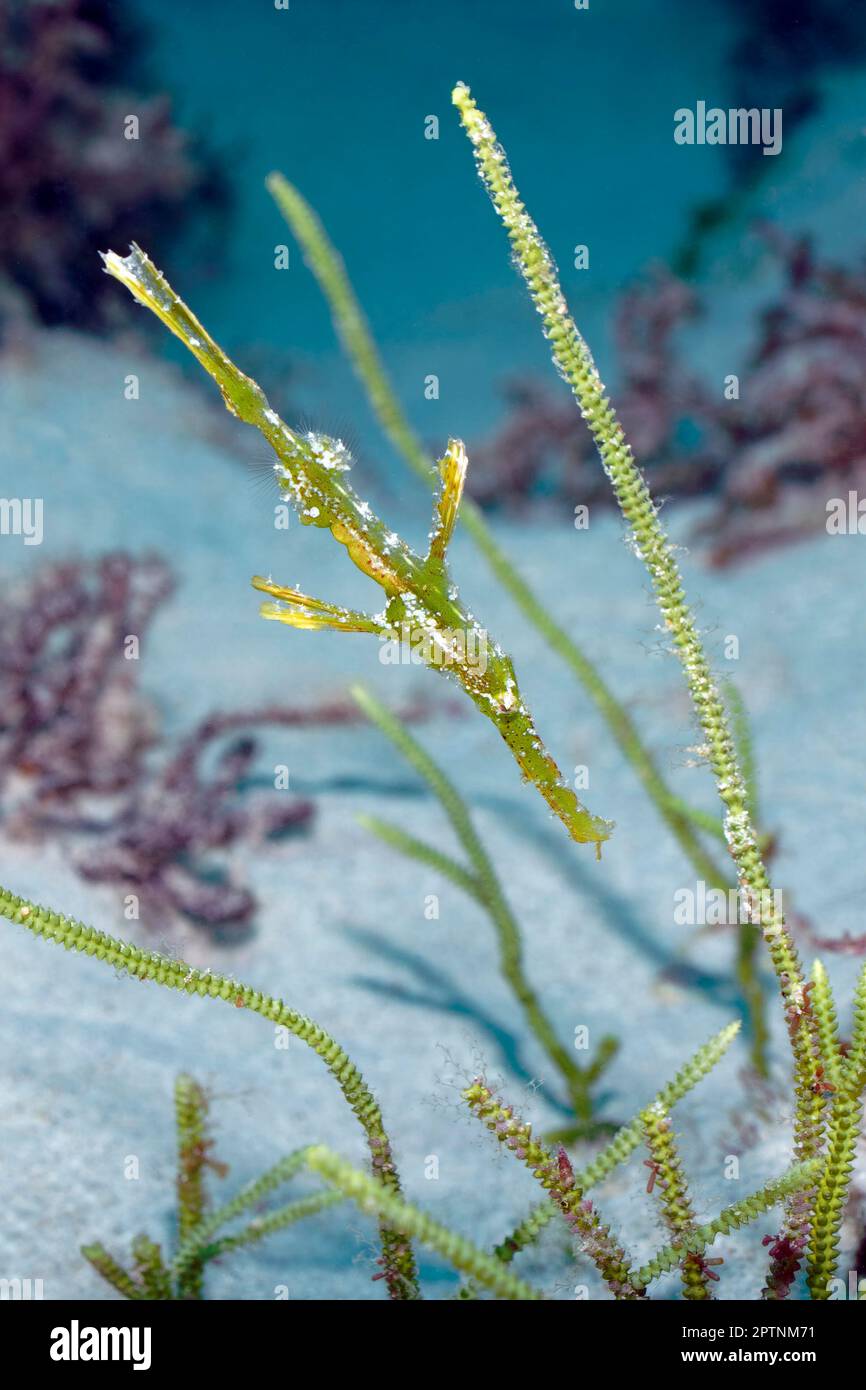 Halimeda hi-res stock photography and images - Alamy