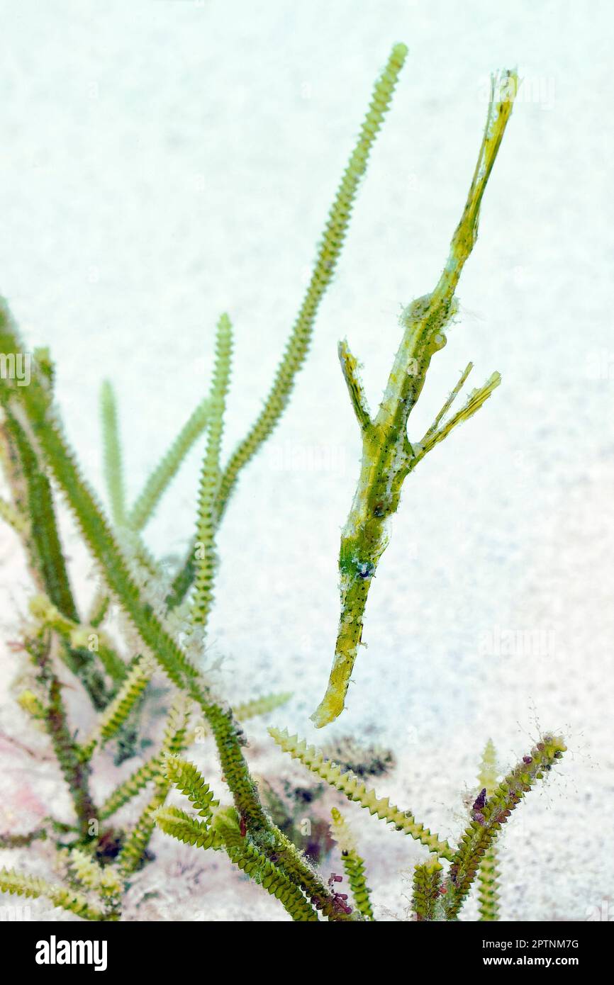 Halimeda ghost pipefish - Solenostomus halimeda Stock Photo - Alamy