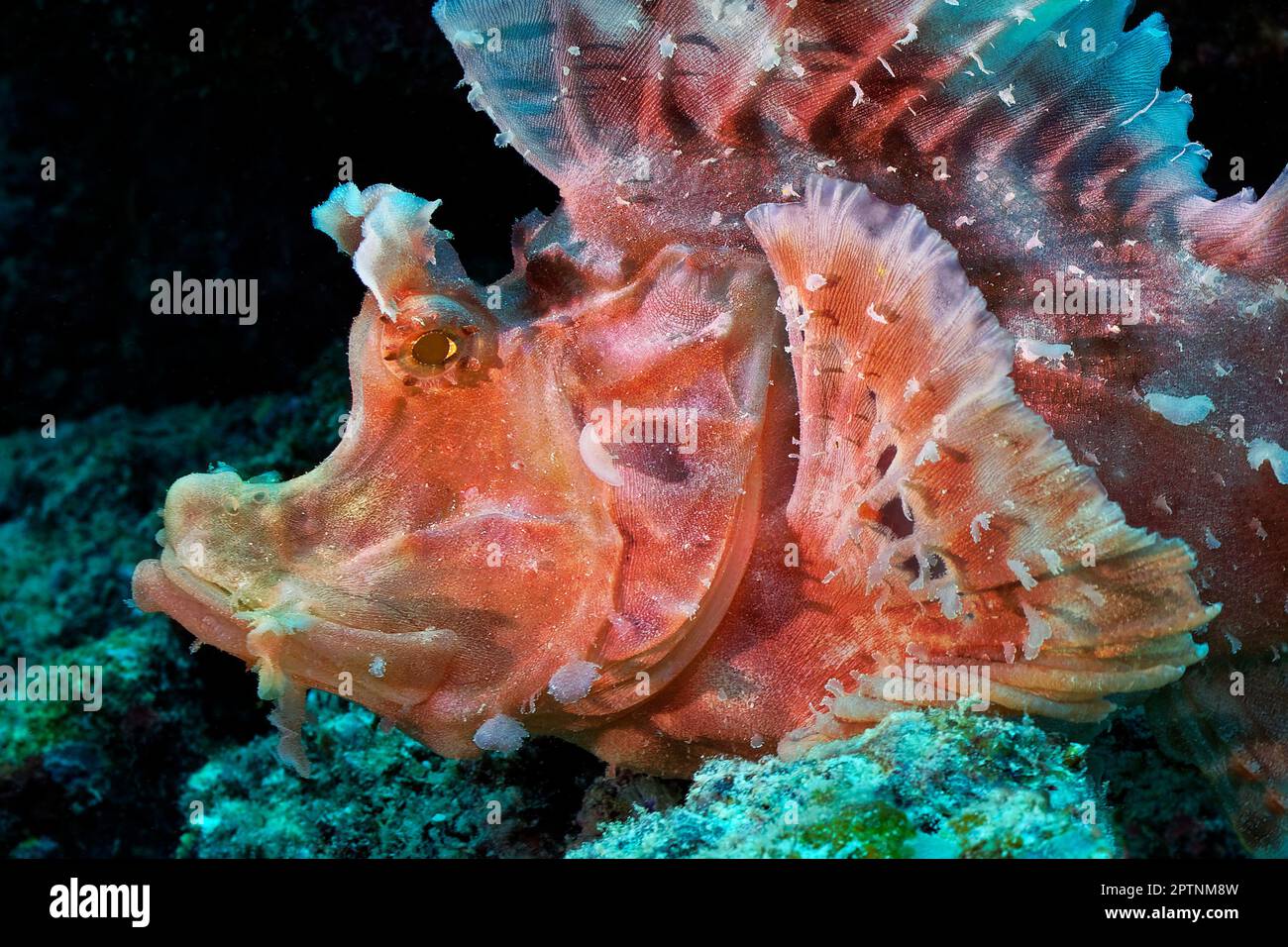 Eschmeyer's scorpionfish - Rhinopias eschmeyeri Stock Photo - Alamy