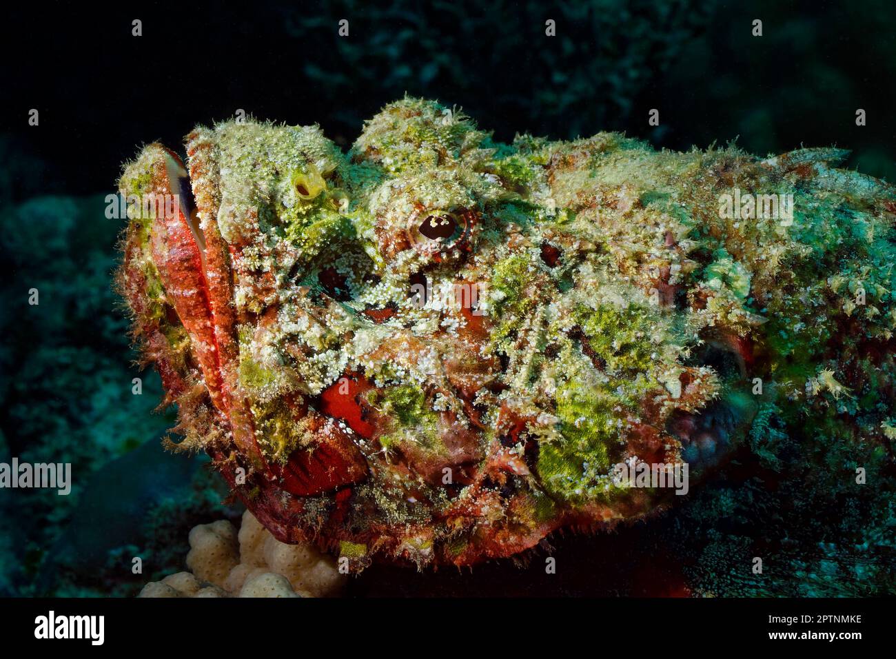 False stonefish (devil scorpionfish) - Scorpaenopsis diabolus Stock ...