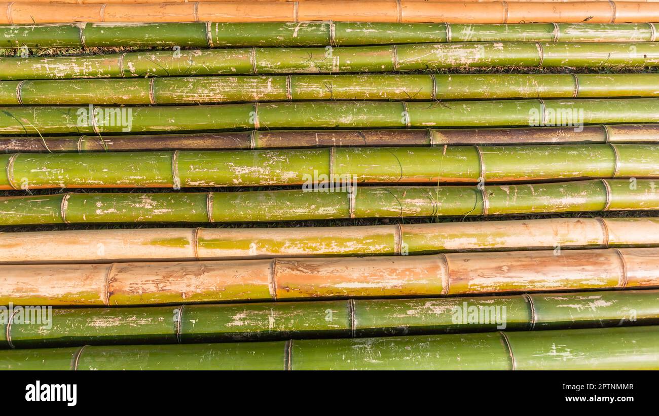 Bamboo poles lengths closeup stacked together spread on ground close-up ...