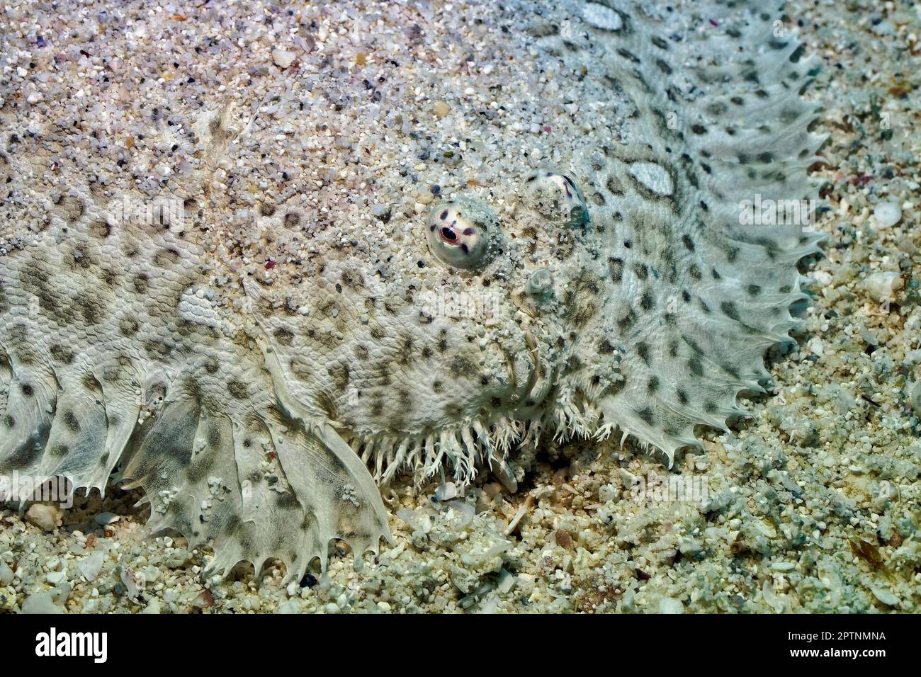 Moses sole - Pardachirus marmoratus Stock Photo - Alamy