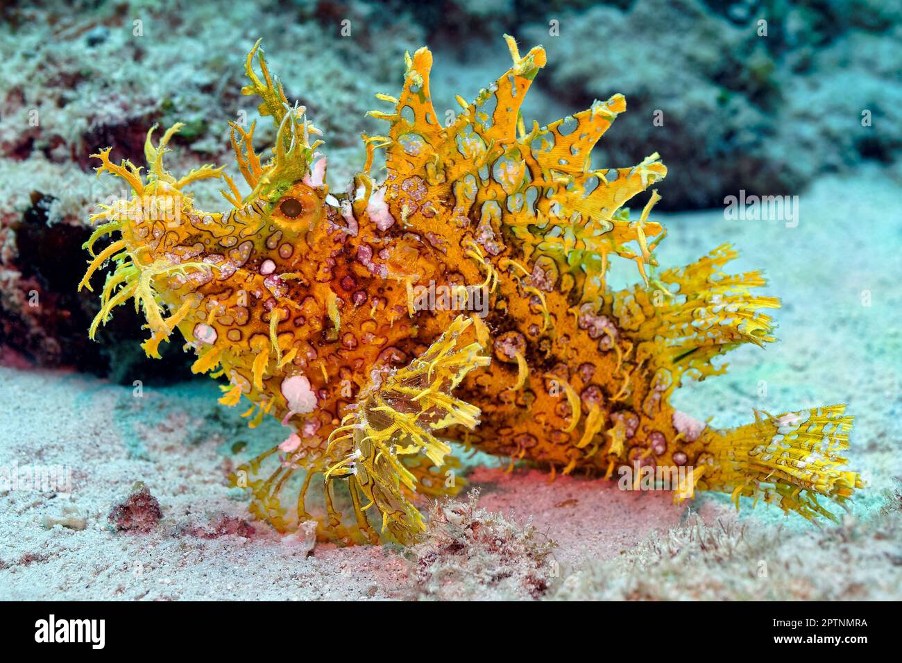 Weedy scorpionfish - Rhinopias frondosa Stock Photo - Alamy