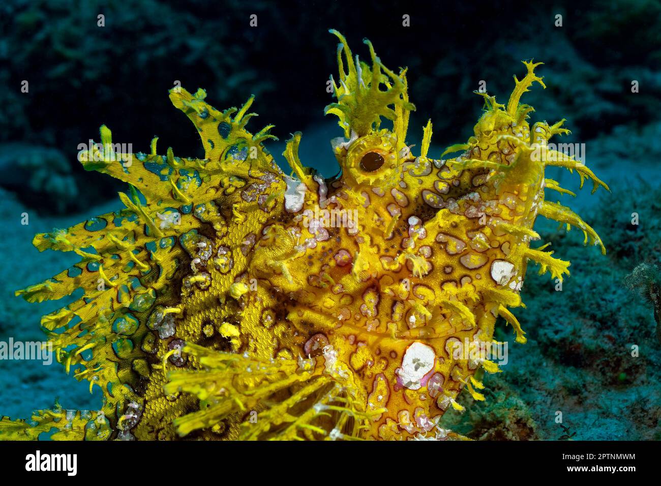 Weedy scorpionfish - Rhinopias frondosa Stock Photo - Alamy