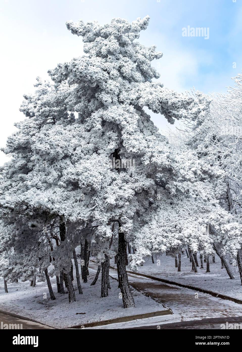 Snow covered blue spruce trees Stock Photo - Alamy