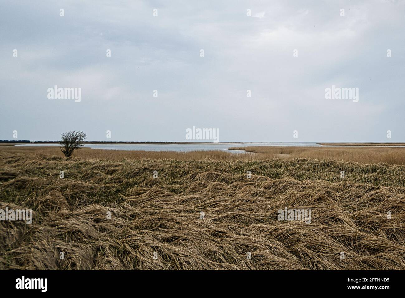 Bird lookout Pramort on the darss. wide landscape with view to the ...