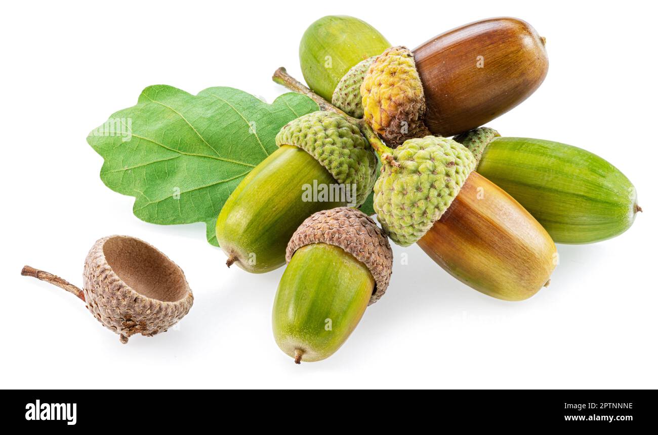 Oak acorns with oak leaves isolated on white background Stock Photo - Alamy