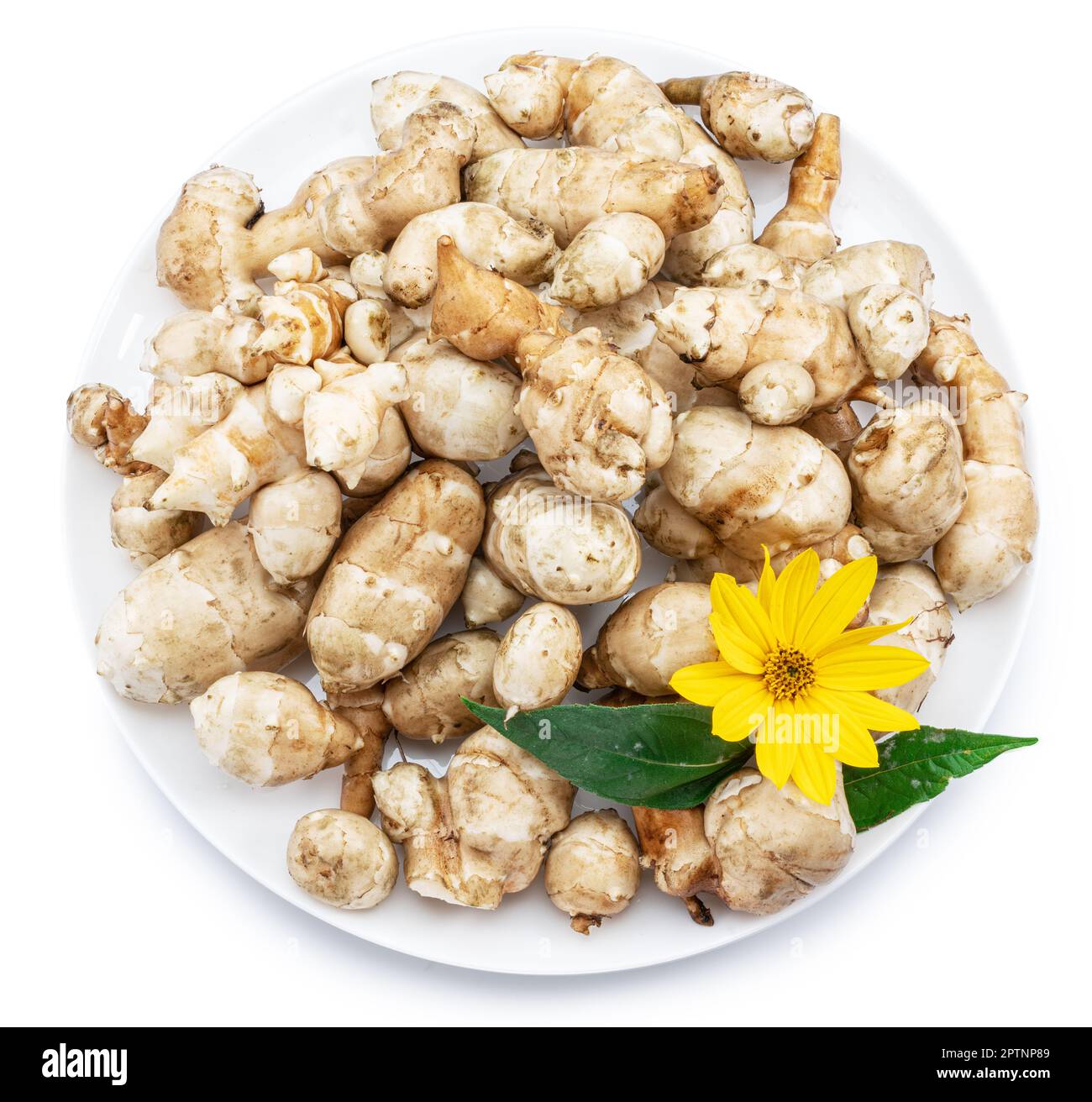 Jerusalem artichoke roots with leaves and flower of Jerusalem artichoke ...