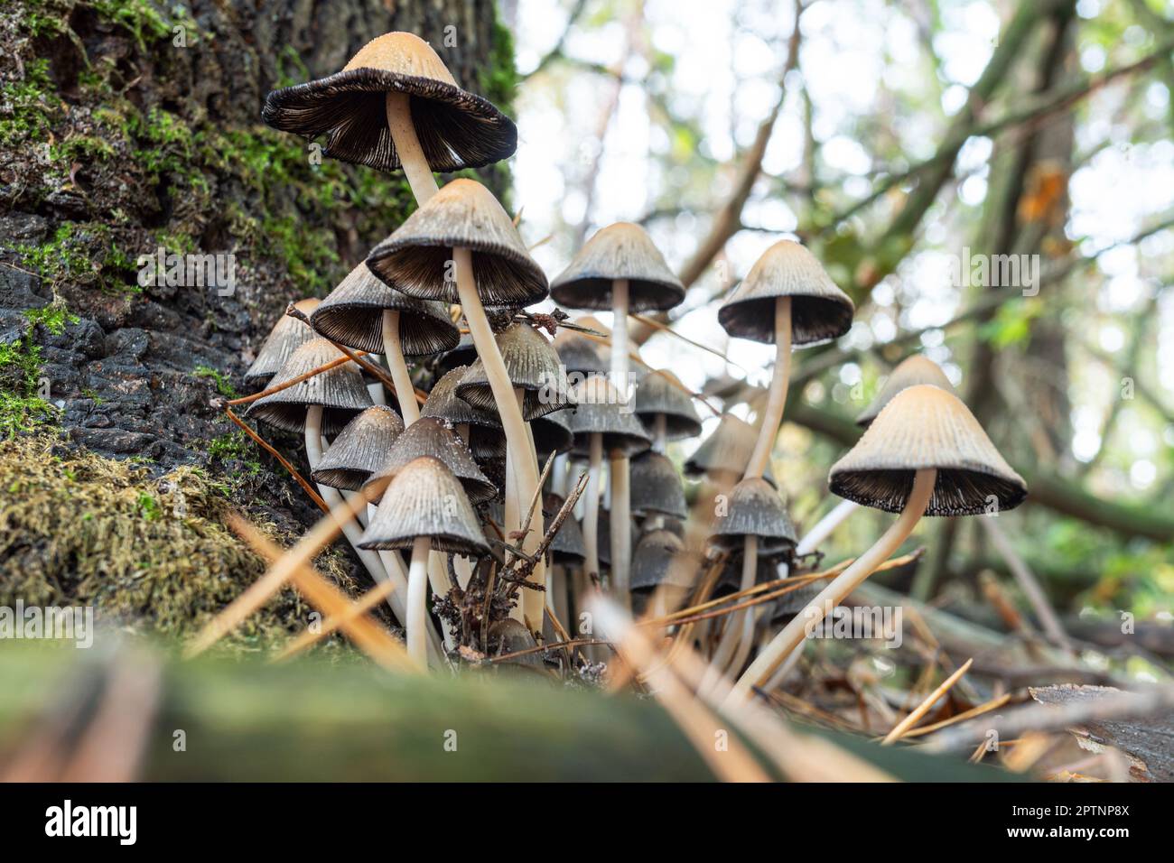 Coprinellus micaceus - cluster of fungus grows on underground tree ...
