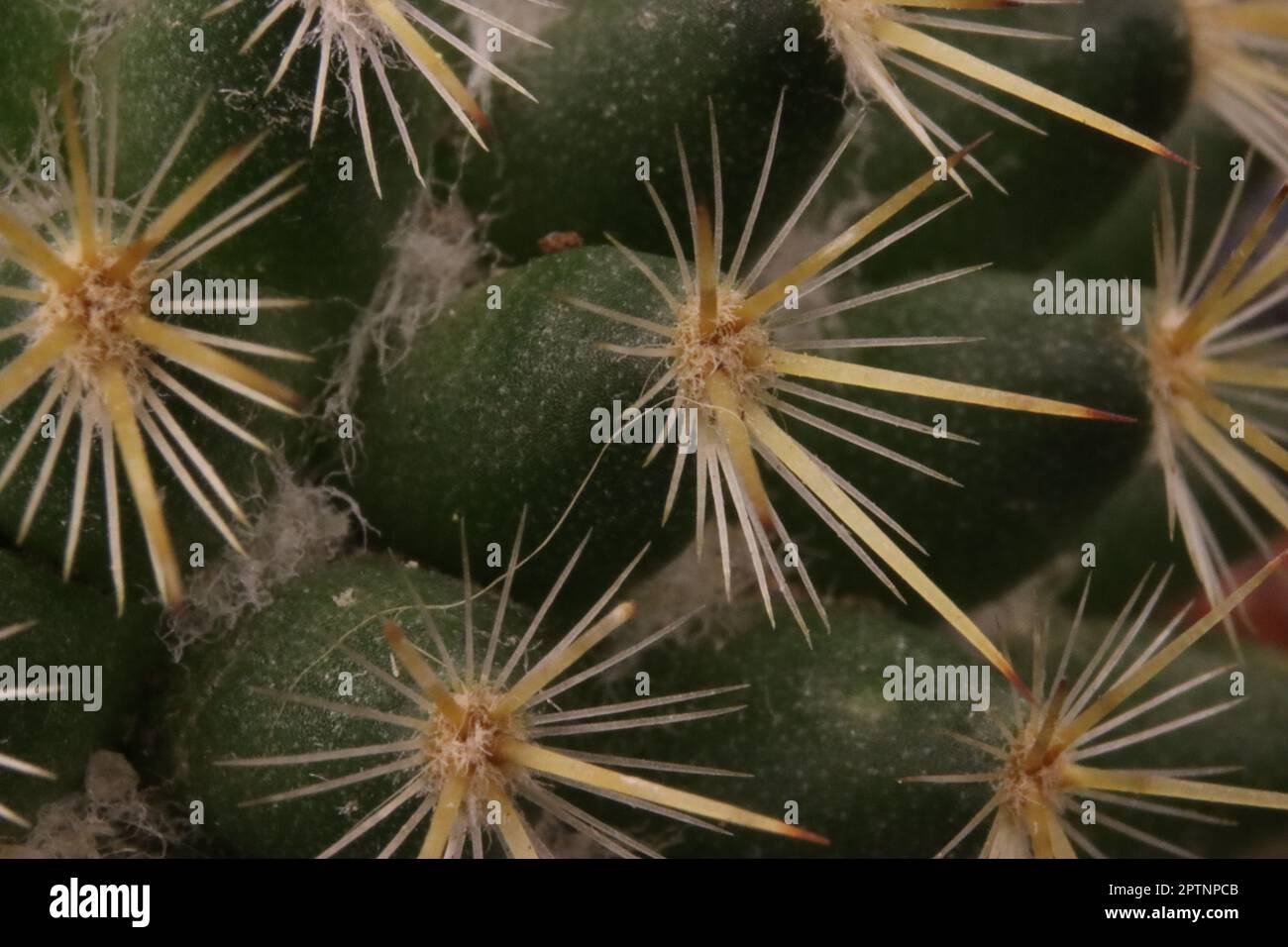 beautiful cactus with skewered spines to fend off predators self ...