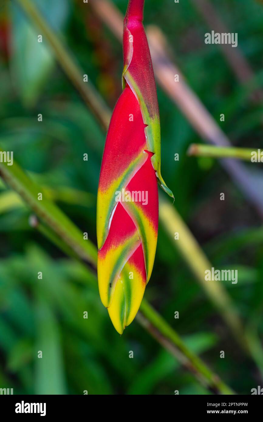 Heliconia flower, Sierramas residential area, Kuala Lumpur, Malaysia ...