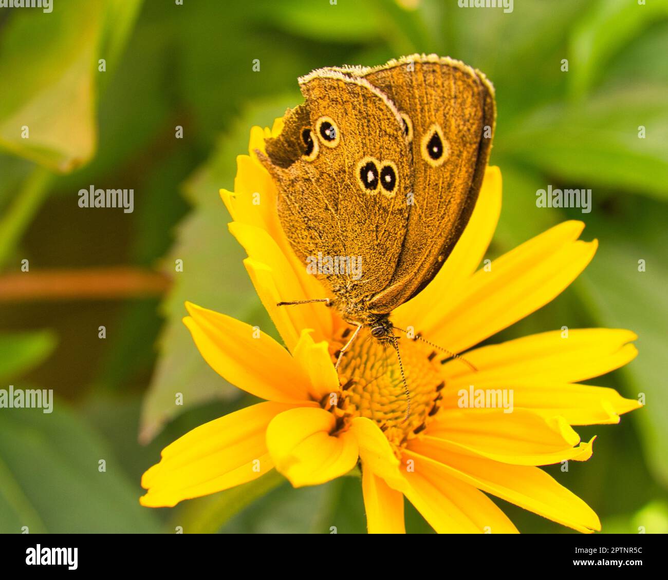 The brown forest bird is a butterfly of the noble butterfly family and ...