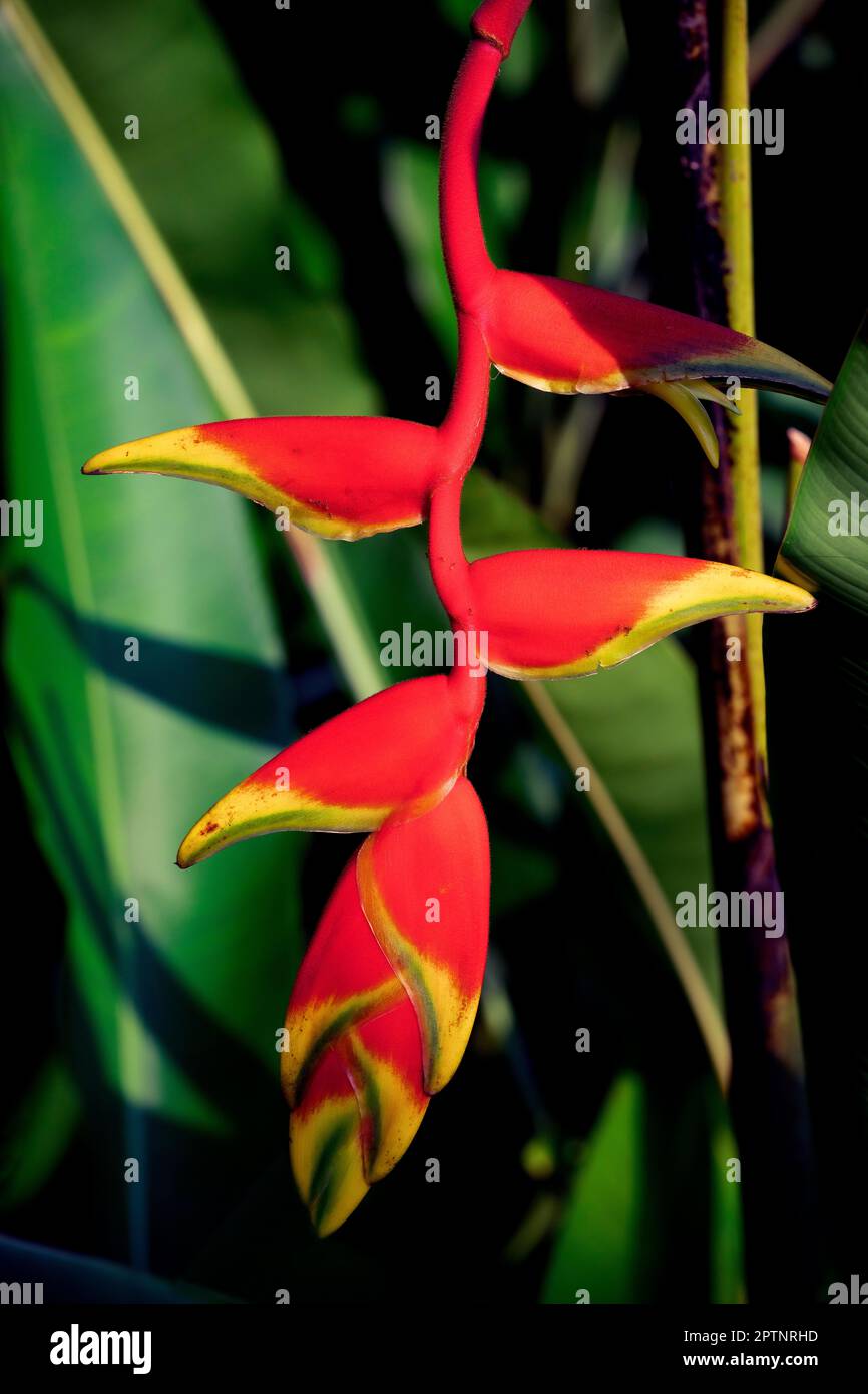 Heliconia flower, Sierramas residential area, Kuala Lumpur, Malaysia ...