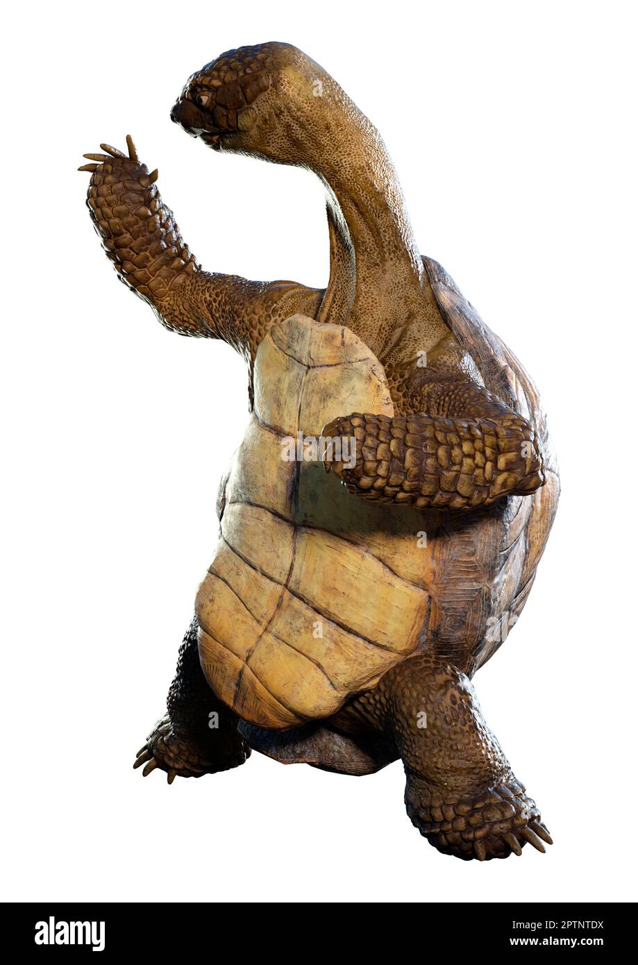 3D rendering of a sea turtle isolated on white background Stock Photo ...