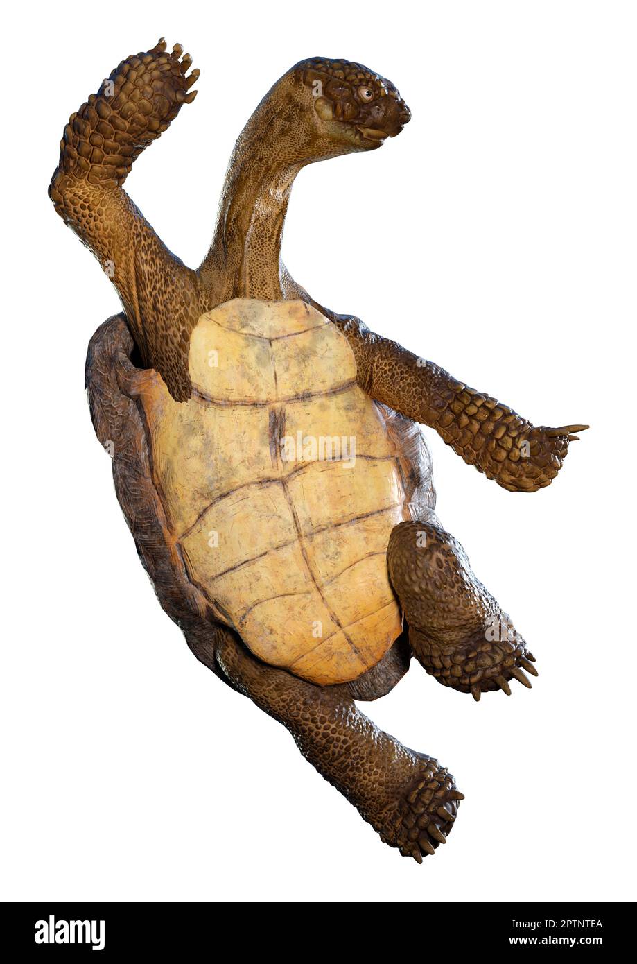 3D rendering of a sea turtle isolated on white background Stock Photo ...