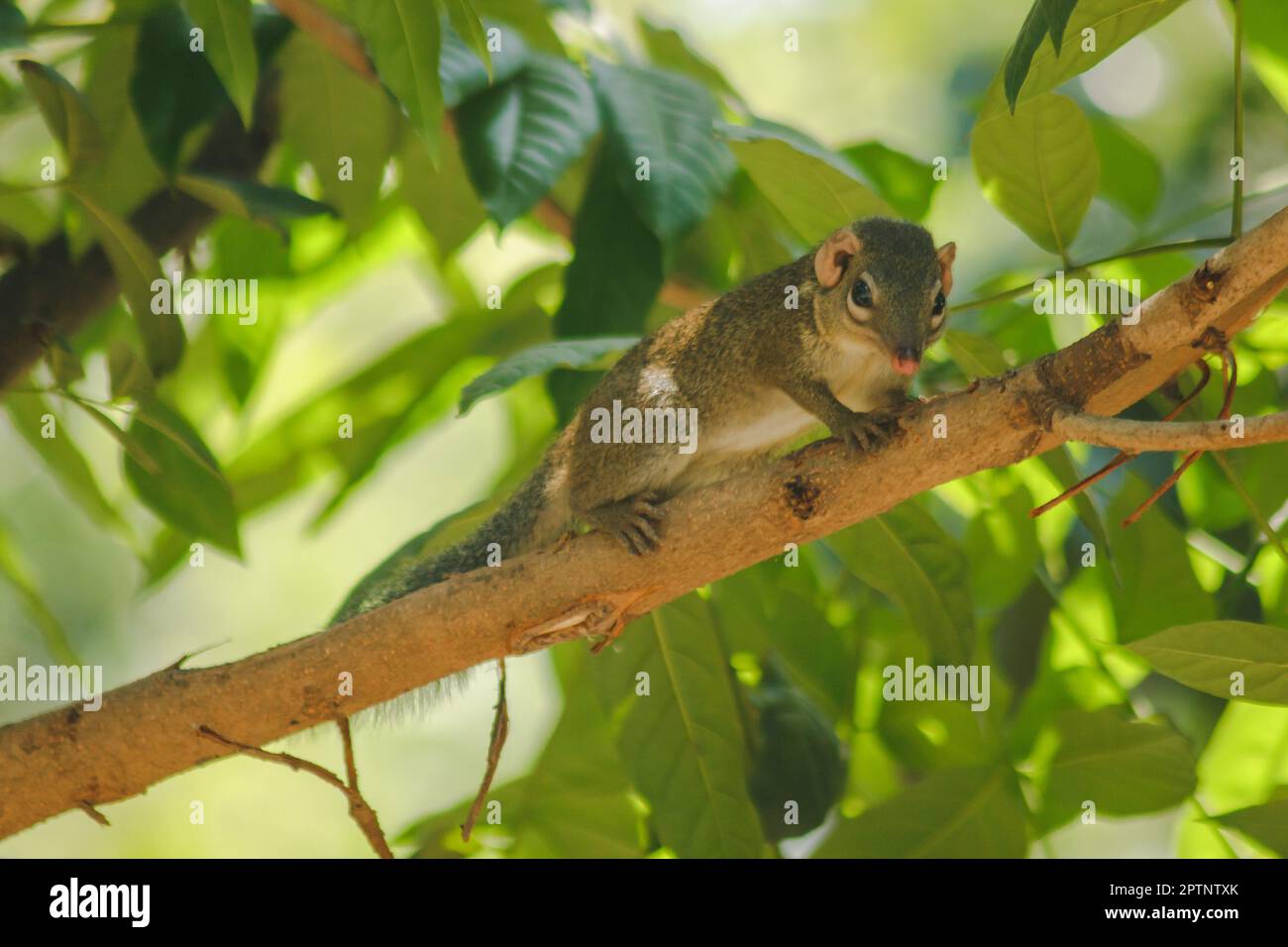 Chipmunk is on a tree with small mammals Stock Photo - Alamy