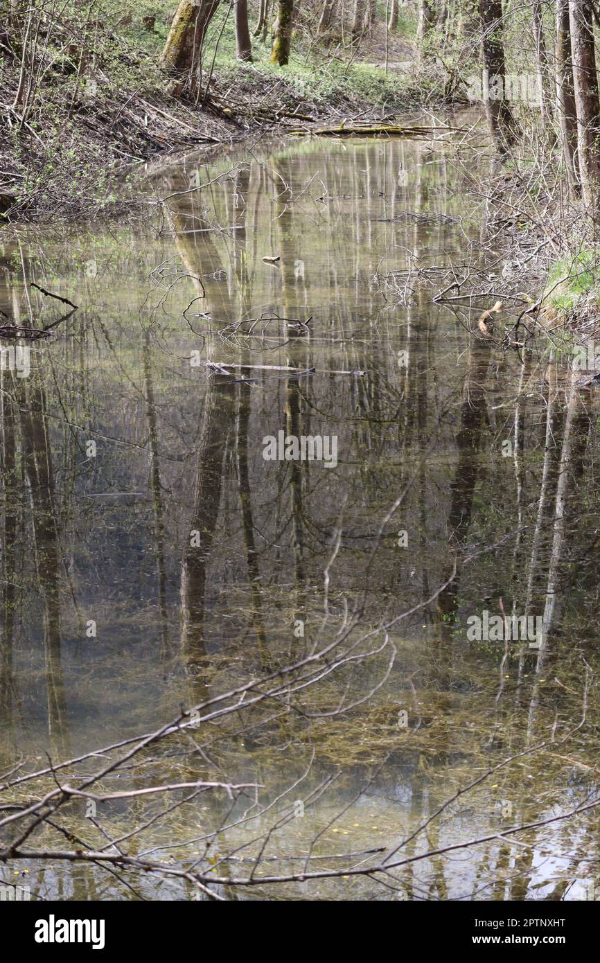 River with shallow Water perfectly reflects the Forest Stock Photo - Alamy