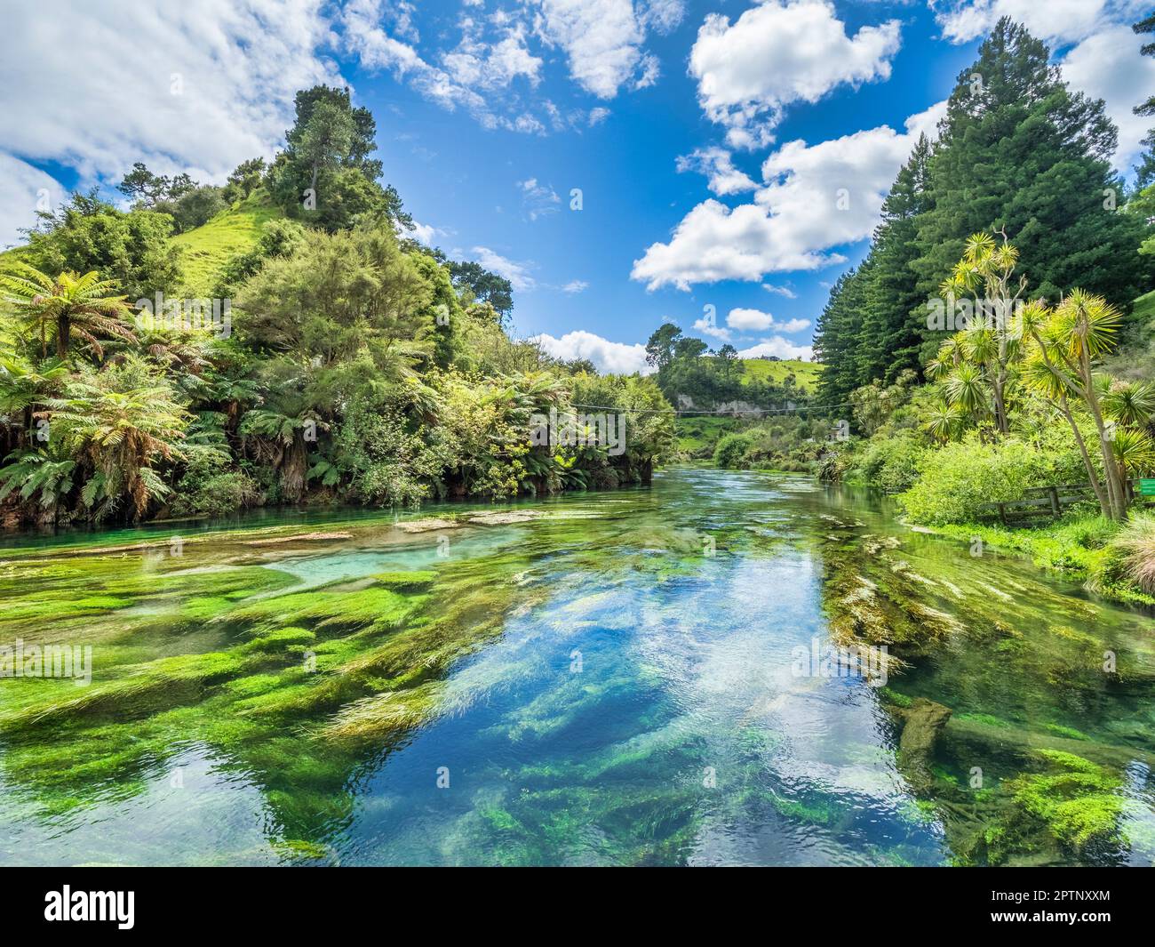 The Blue Spring area of the Waihou River in the Waikato Region of the ...