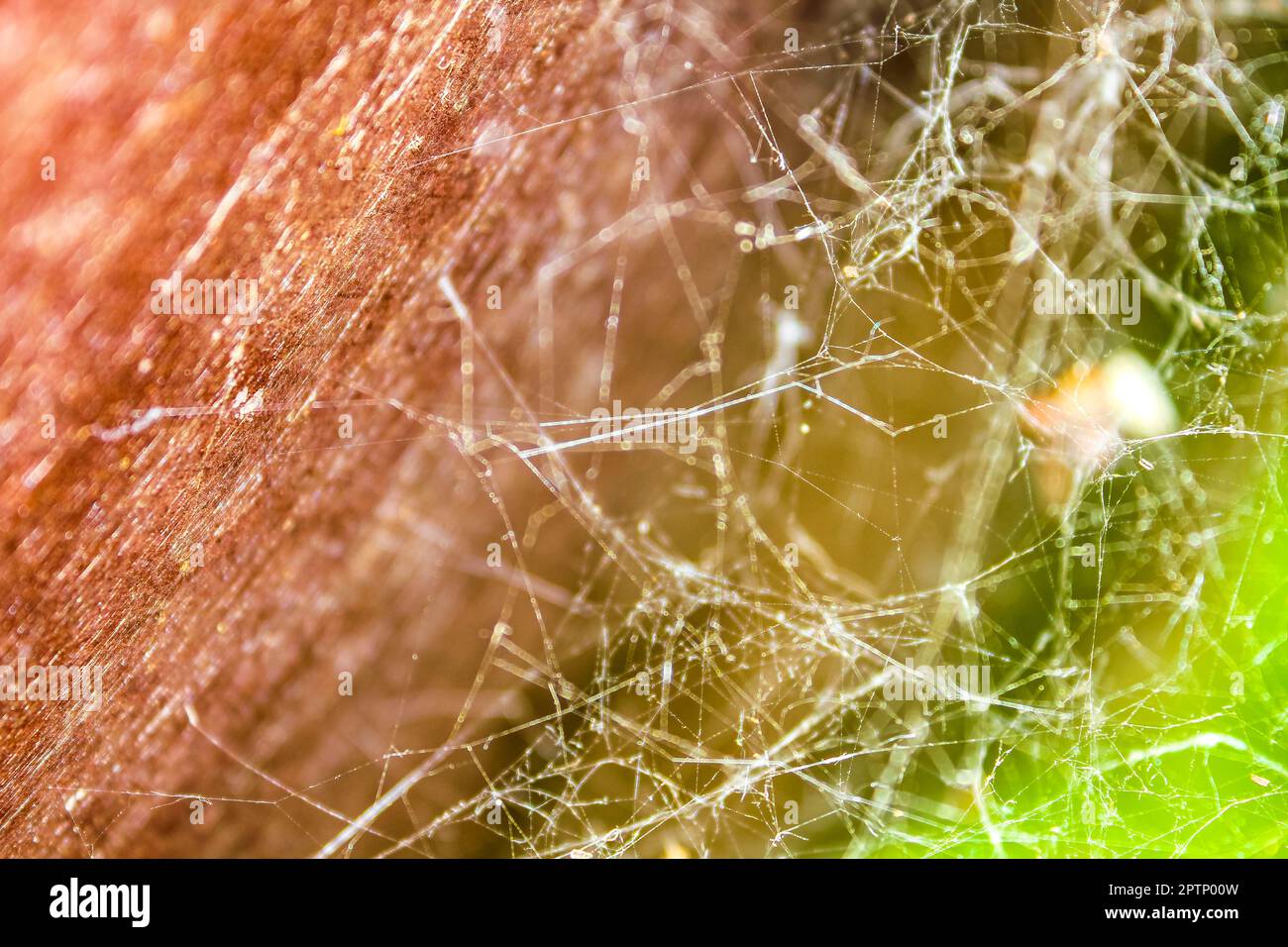 Strange plant structure hi-res stock photography and images - Alamy