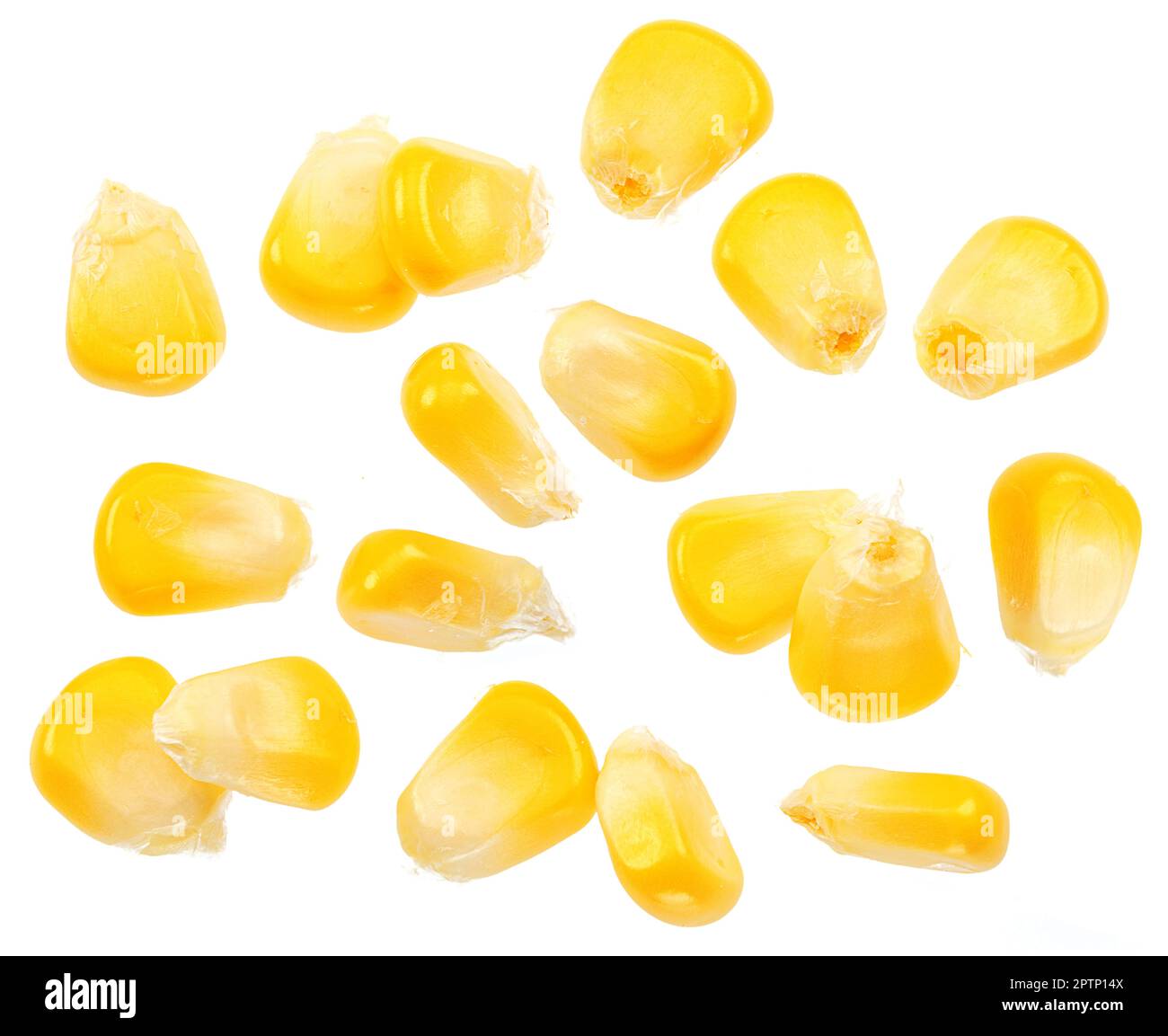 Maize seeds or corn seeds flying on white background Stock Photo - Alamy