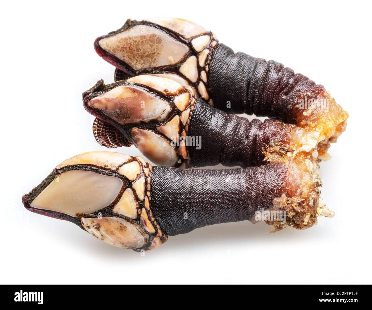 Raw goose barnacles close up isolated on white background Stock Photo ...