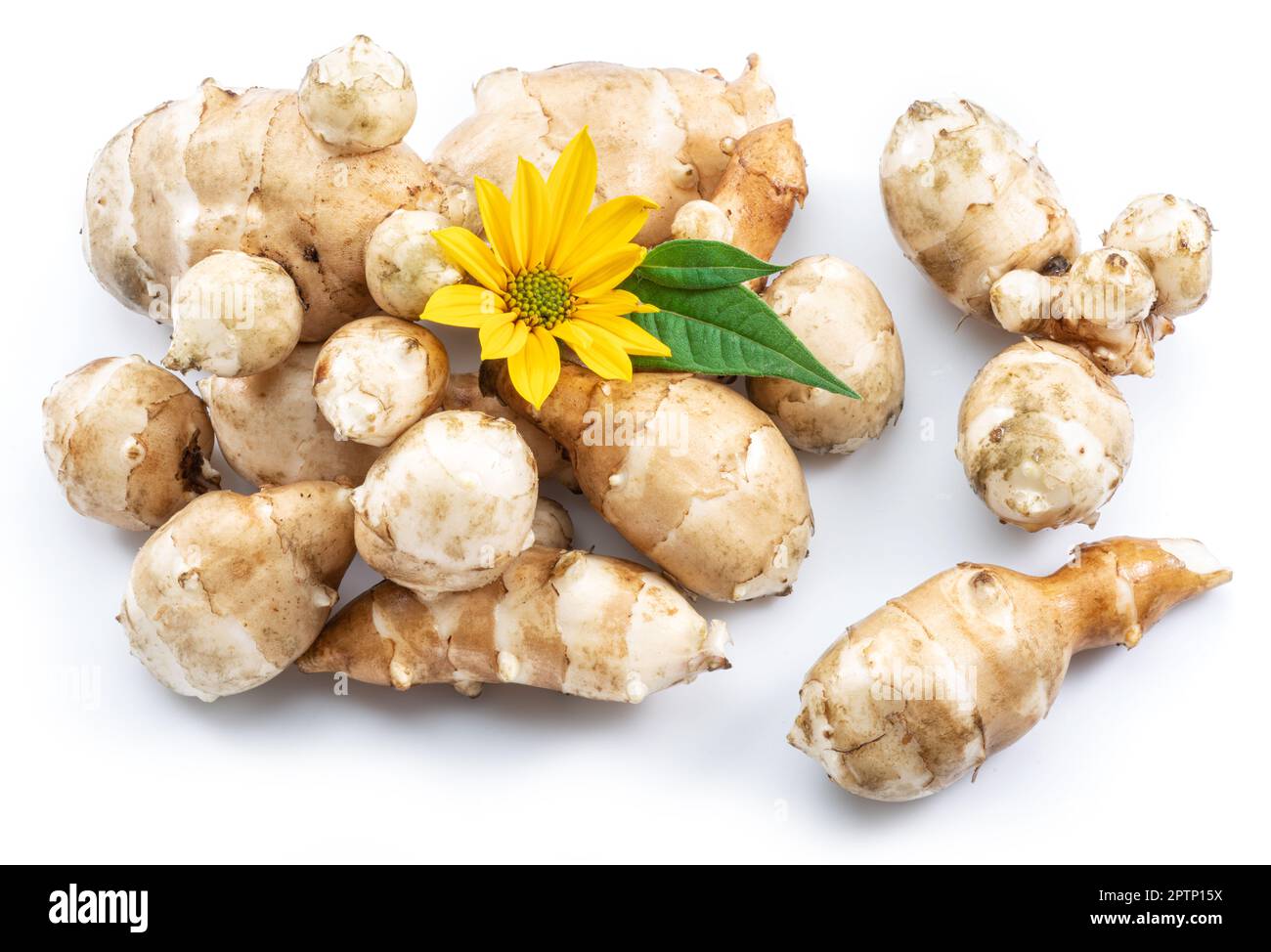 Jerusalem artichoke roots with leaves and flower of Jerusalem artichoke ...