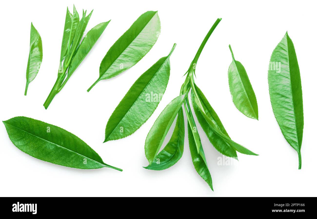Fresh tea leaves isolated on white background. Closeup Stock Photo - Alamy