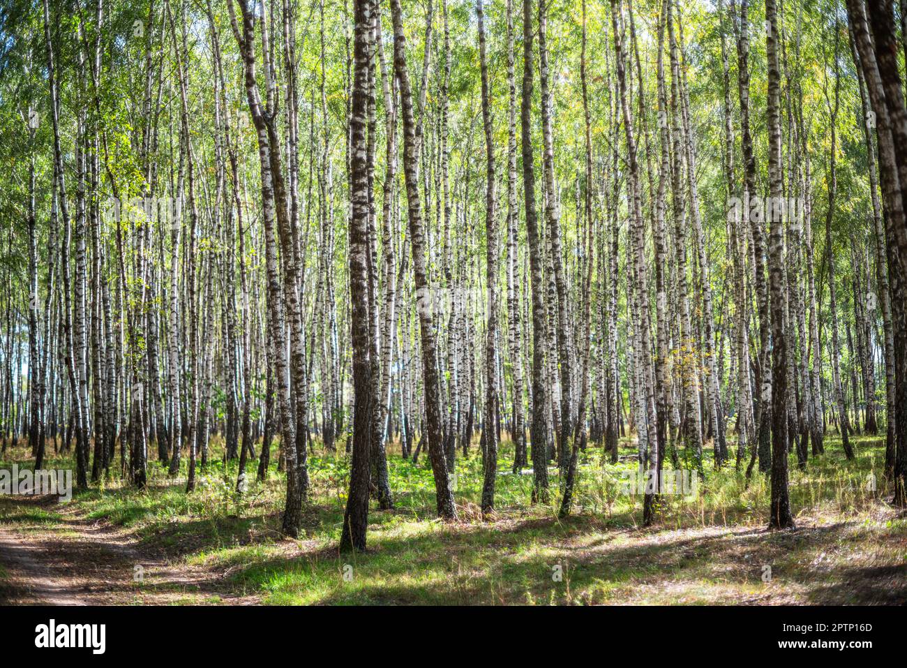 Beautiful autumn birch forest. Colorful bright bark of white birch tree ...