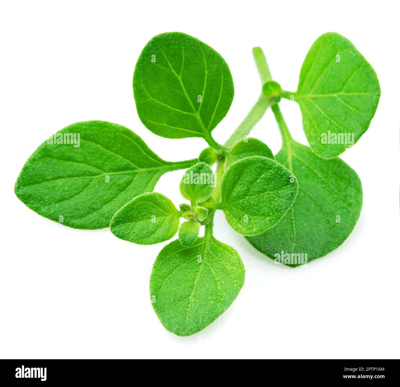 Fresh twig of oregano isolated on white background Stock Photo - Alamy
