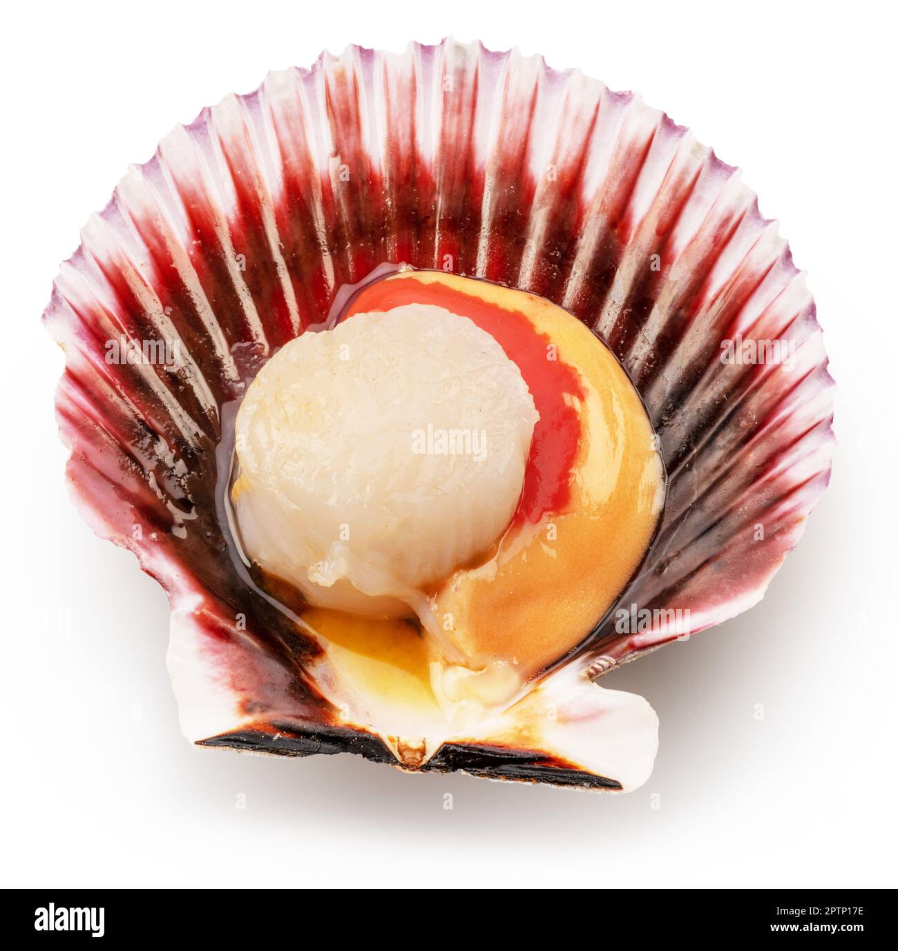 Fresh opened scallop with scallop roe or coral close up. File contains ...