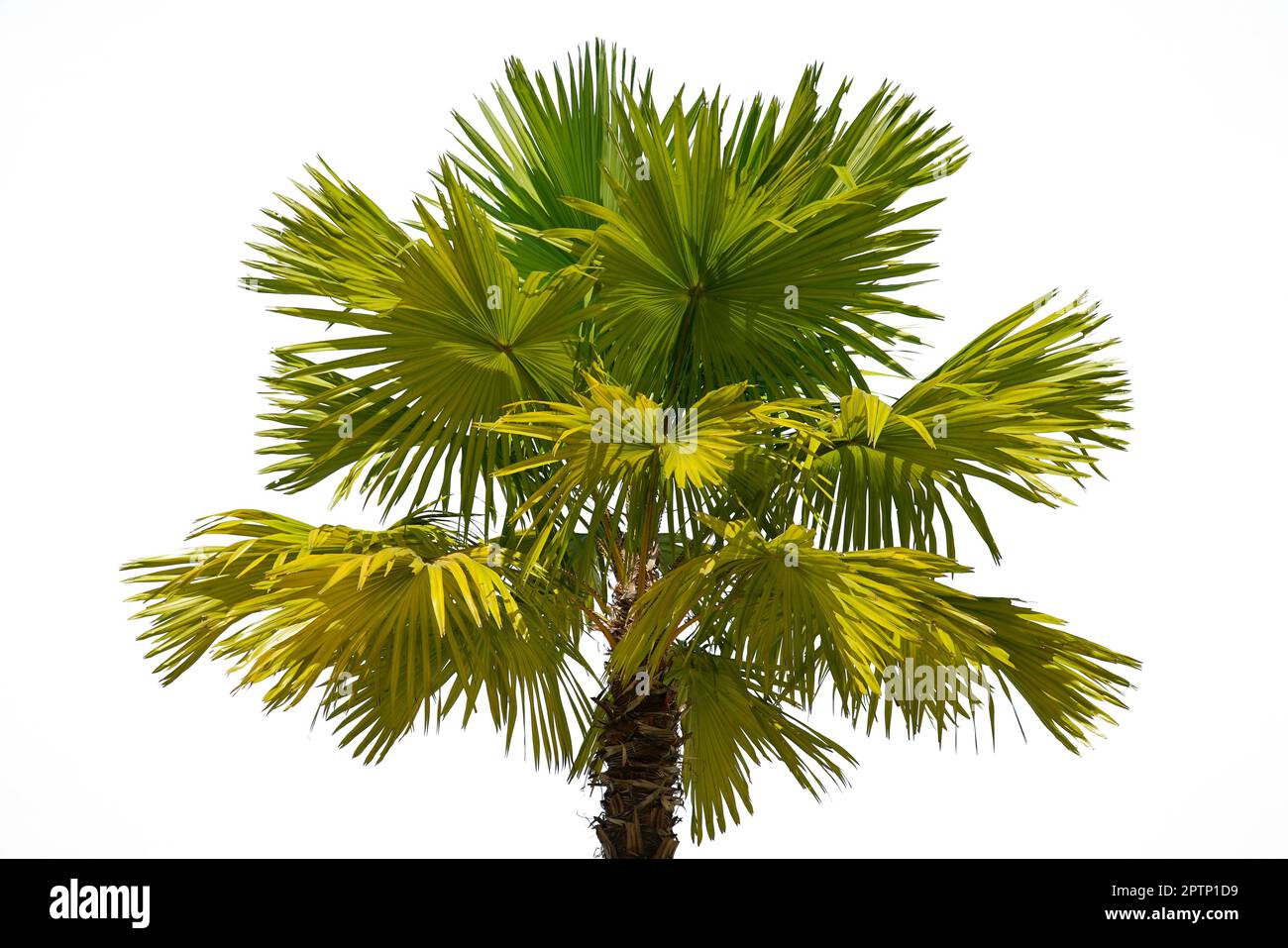 Single plam tree hi-res stock photography and images - Alamy