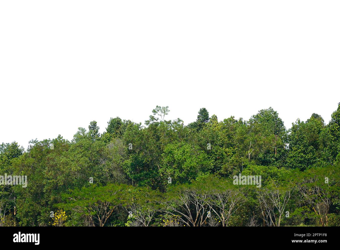 Forest isolated on white background Stock Photo - Alamy