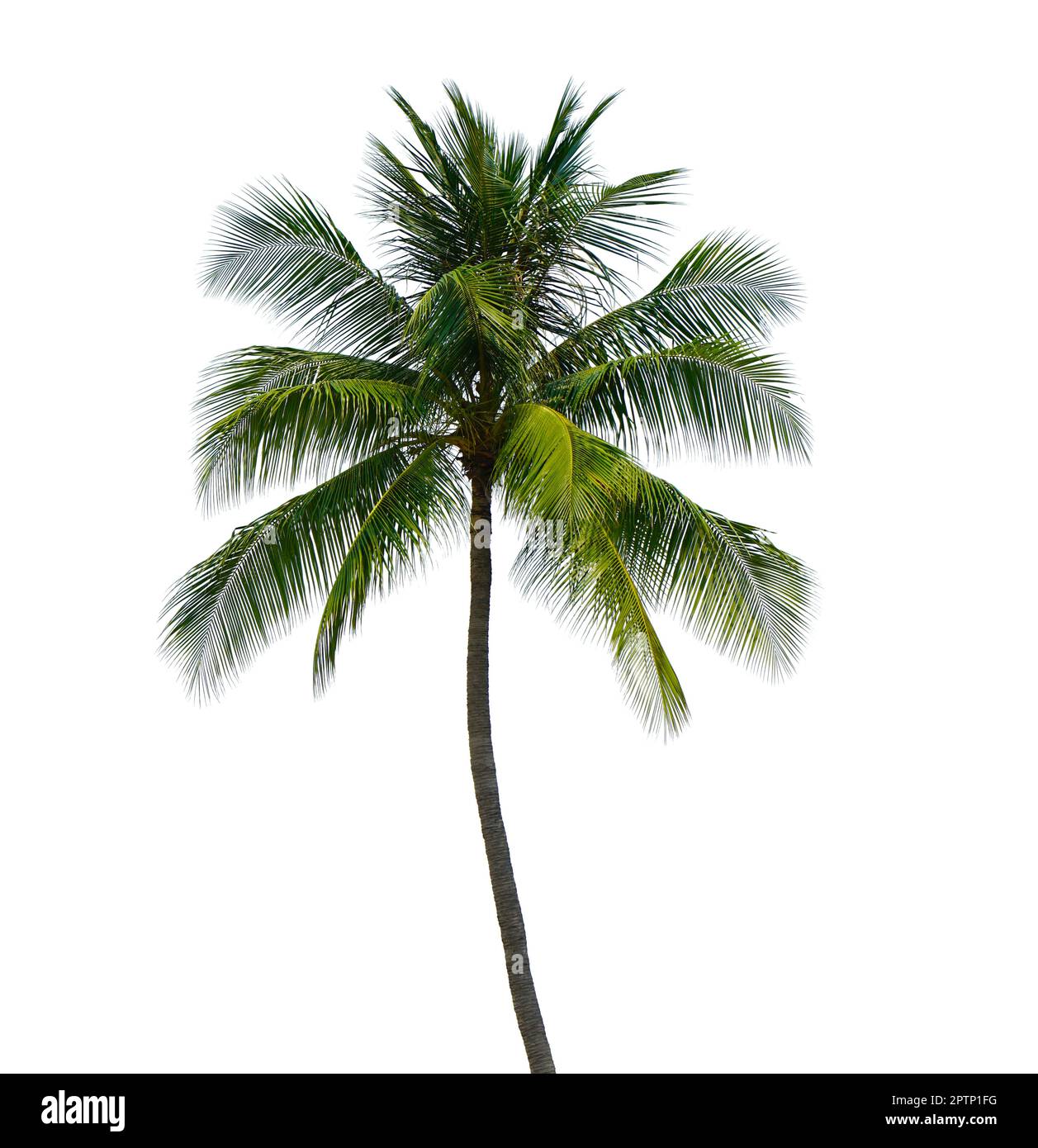 Coconut tree isolated on white background Stock Photo - Alamy