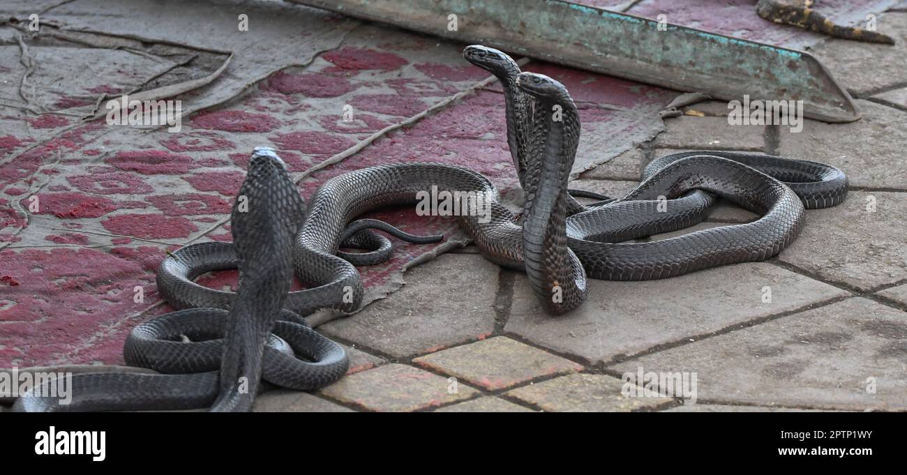 Arab cobra hi-res stock photography and images - Alamy