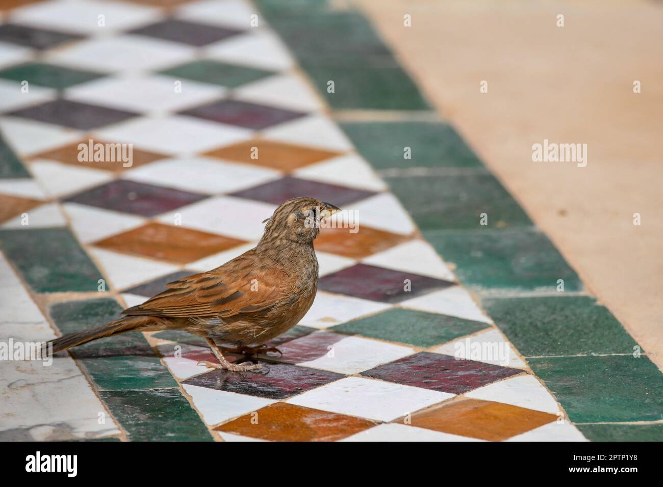 Sahari hi-res stock photography and images - Alamy