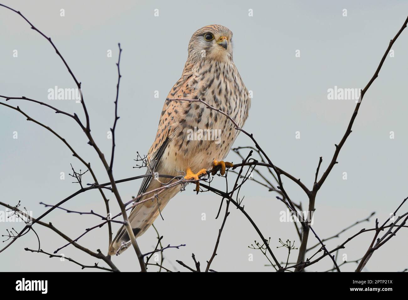 Rapace falco hi-res stock photography and images - Alamy