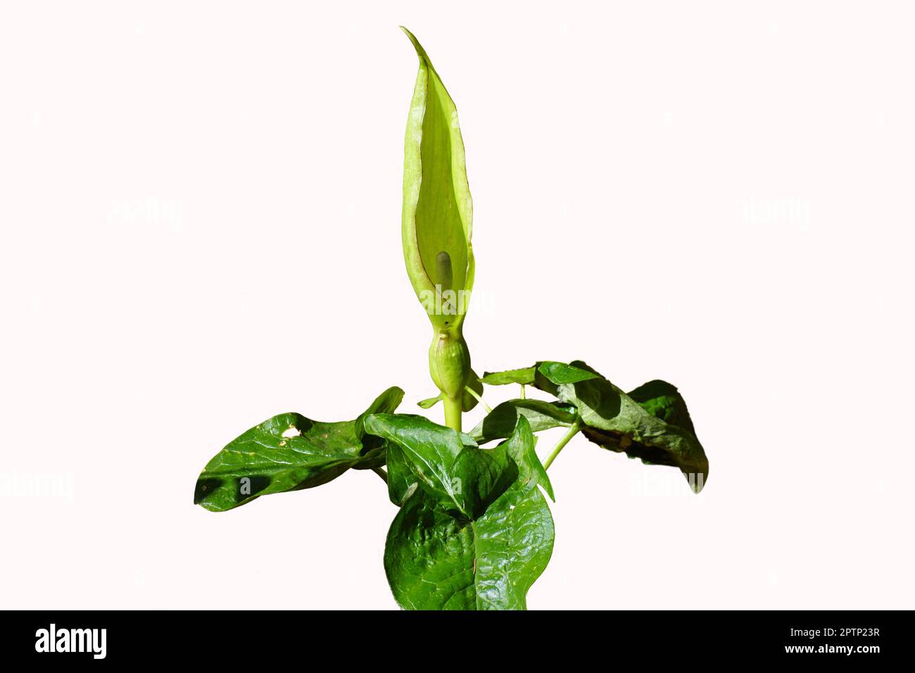 Closeup flower of Wild arum, Lords and Ladies, Jack in the Pulpit (Arum ...