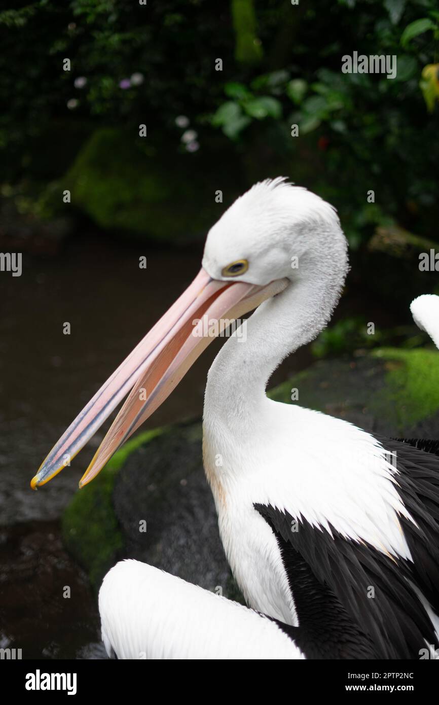 Birds eye flying under big hi-res stock photography and images - Alamy