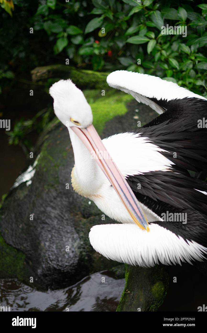 Pelicans are water birds that have a pouch under their beaks, and are ...