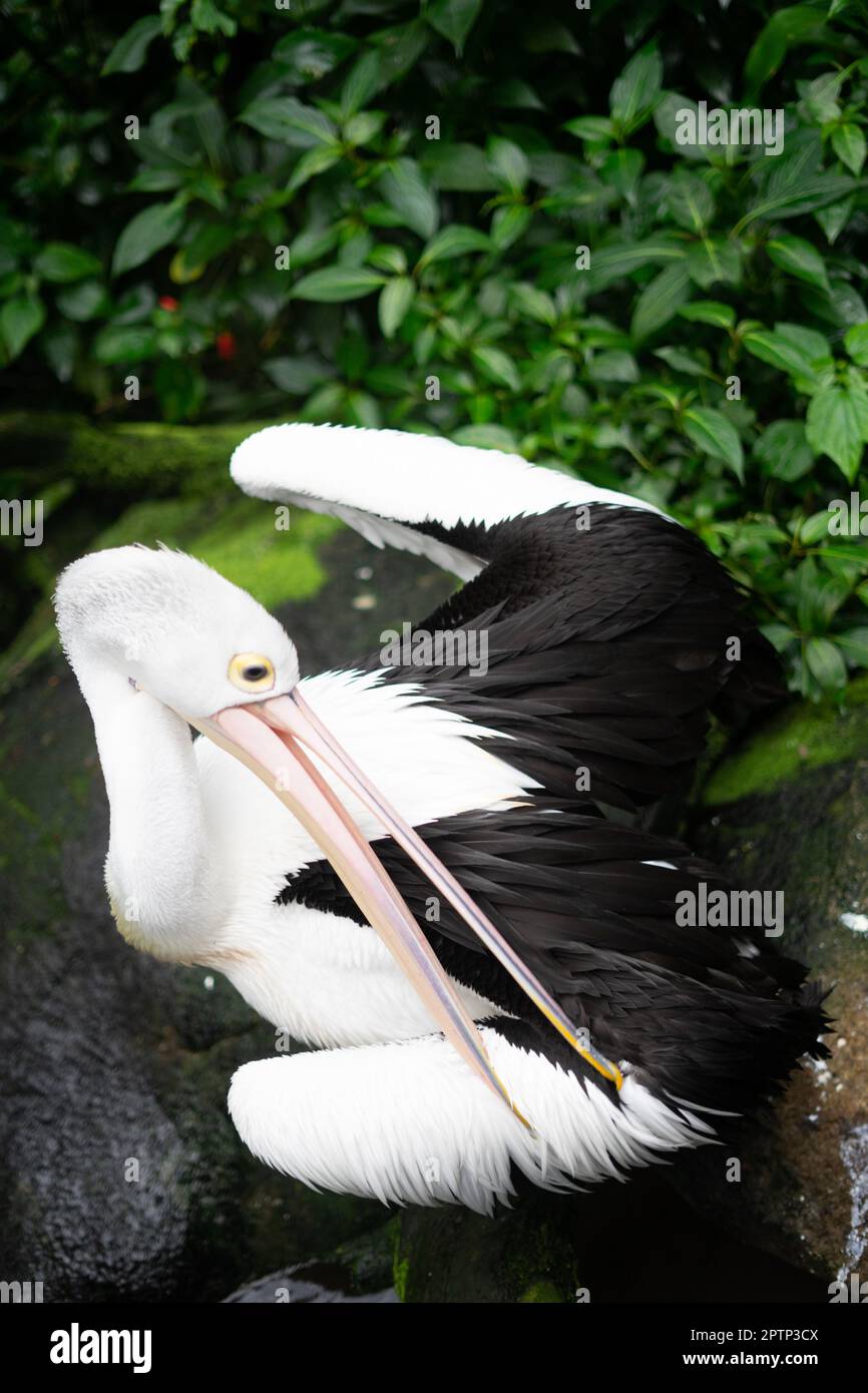 Pelicans are water birds that have a pouch under their beaks, and are ...