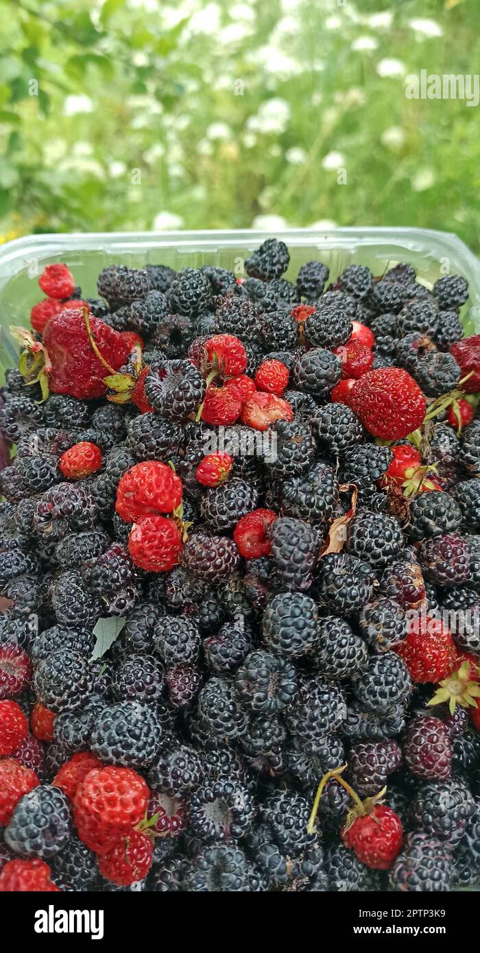 Black cap raspberry hi-res stock photography and images - Alamy