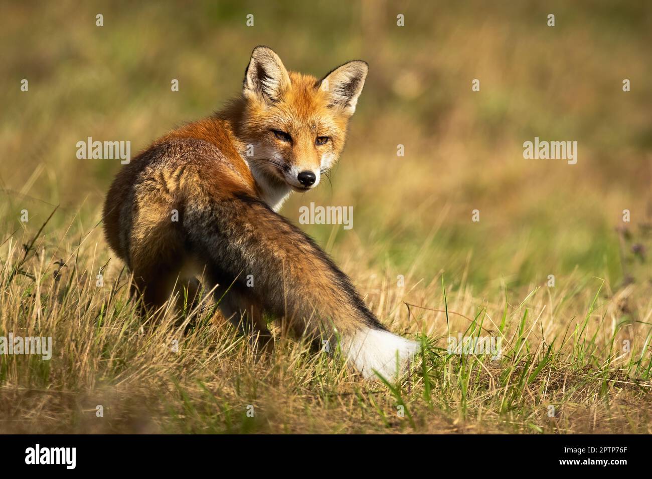 Red fox, vulpes vulpes, looking behind on grassland in autumn sunlight. Orange predator watching ...