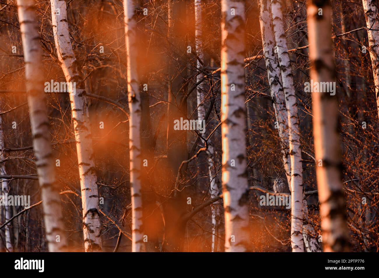 Ural owl, strix uralensis, sitting on a branch in birch forest ...