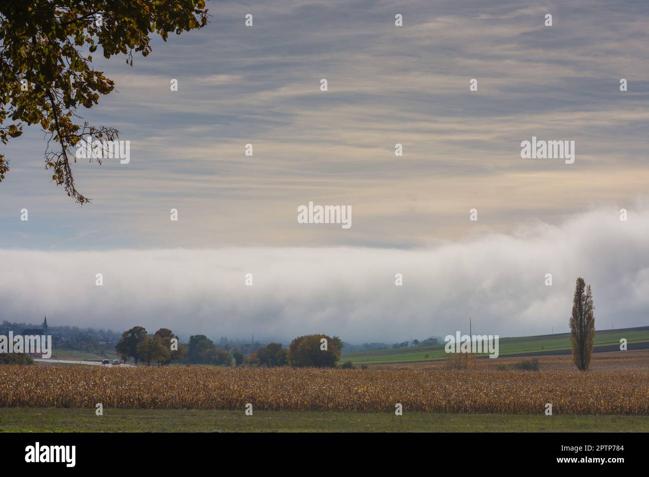 huge wall of white dense fog on the ground with fields and trees in the nature landscape Stock ...